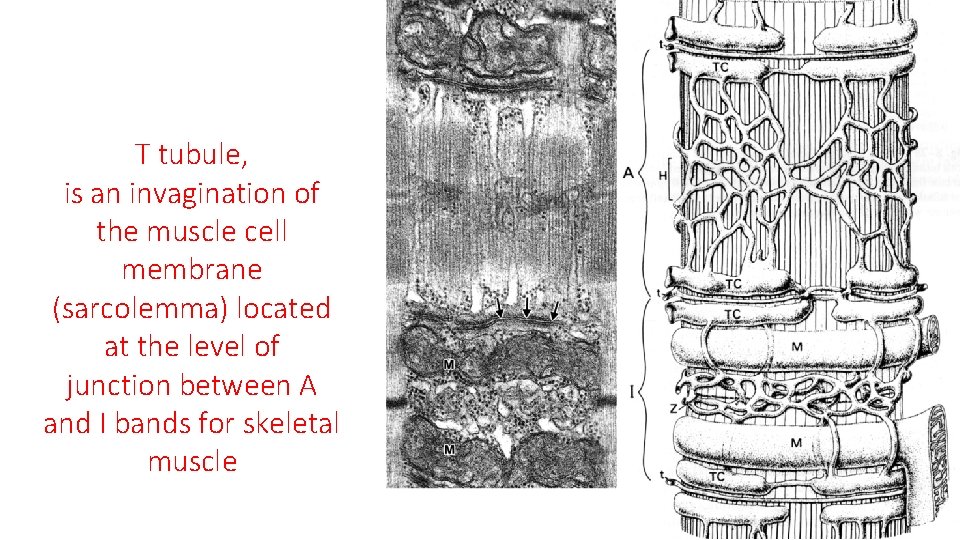 T tubule is an invagination of the muscle