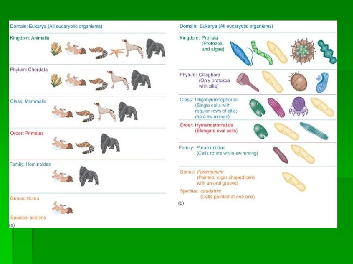 General Botany and Classification of Microorganisms By Dr