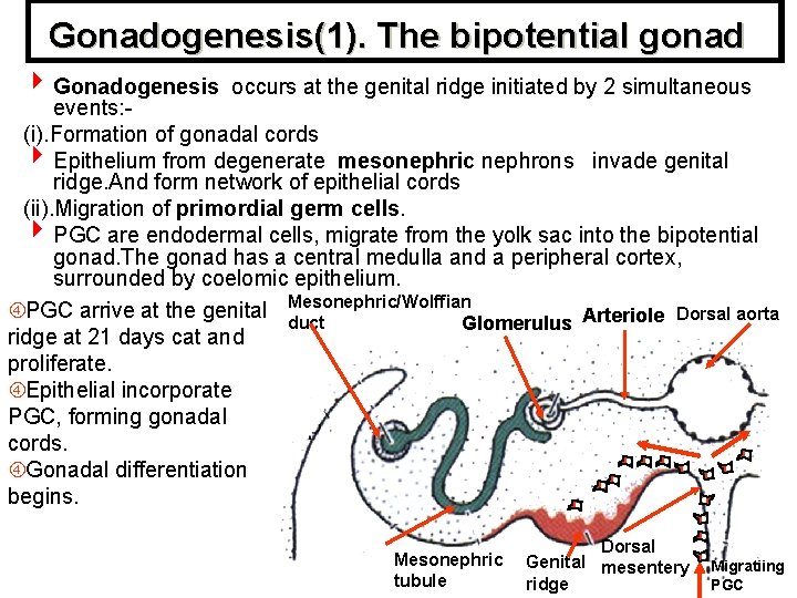 ORGANOGENESIS OF THE UROGENITAL SYSTEMS M A KAIKAI