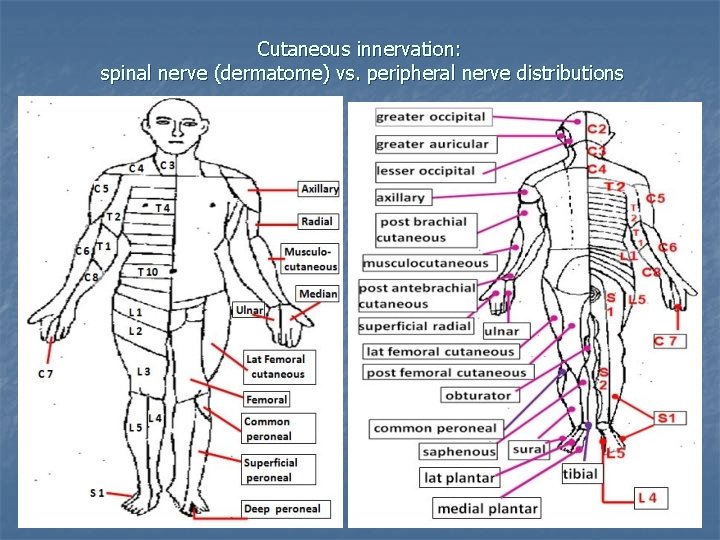 PNS For distribution spinal nerves n n Since