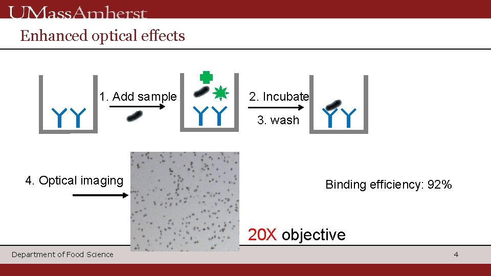 Rapid detection of bacteria using a smartphone Lili
