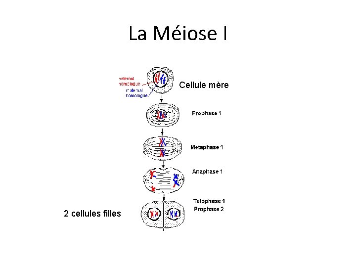 La Miose La base de la reproduction sexue