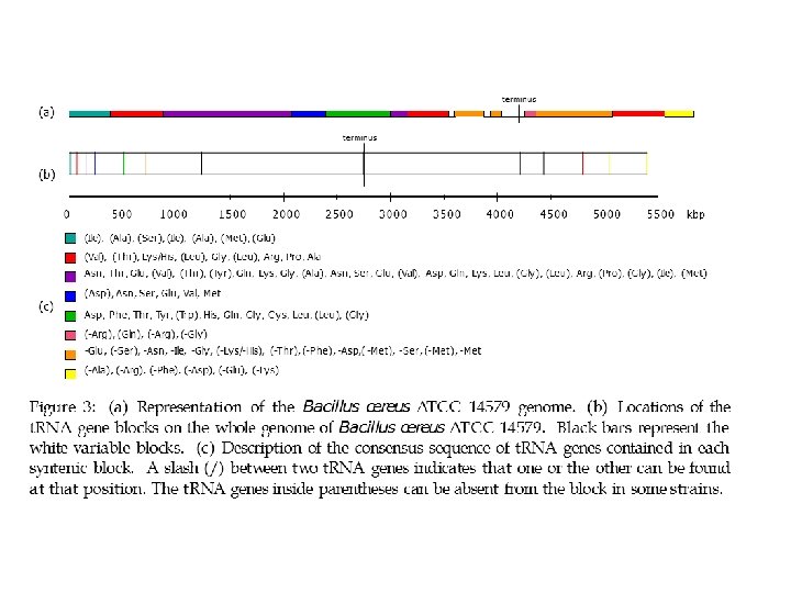 Gnomique comparative Nadia El Mabrouk I Introduction Les