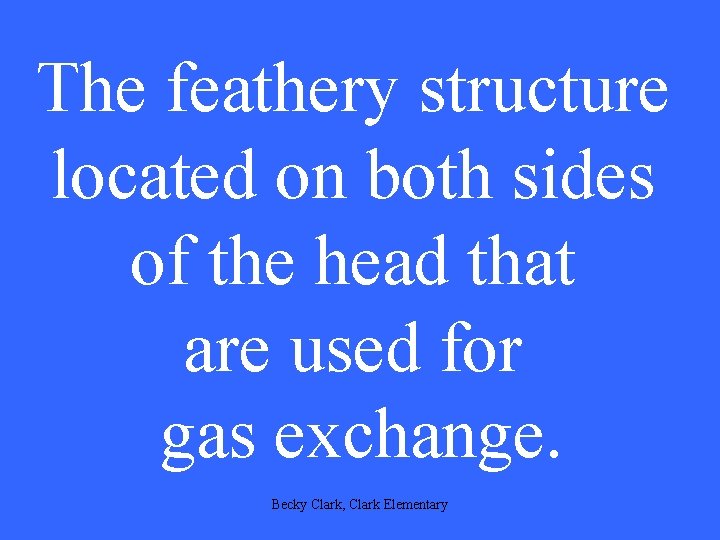 Birds Reptiles Mammals Basics Fish Amphibians 1 1