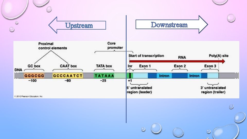 EUKARYOTIC TRANSCRIPTION PRESENTED BY DR ABDUL QAYYUM RAO