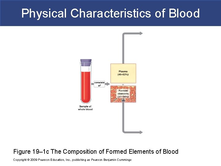Blood Ch 19 Blood and Hemostasis Copyright 2009