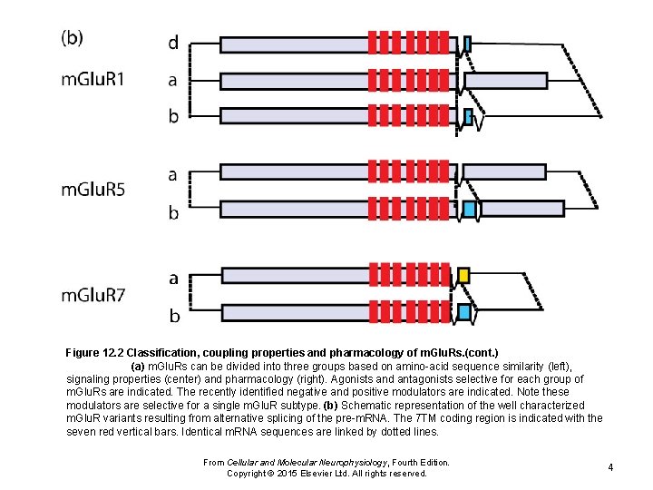 Chapter 12 The metabotropic glutamate receptors From Cellular