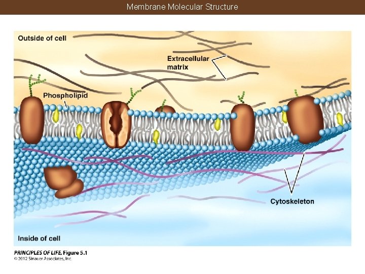 5 Cell Membranes and Signaling What role does