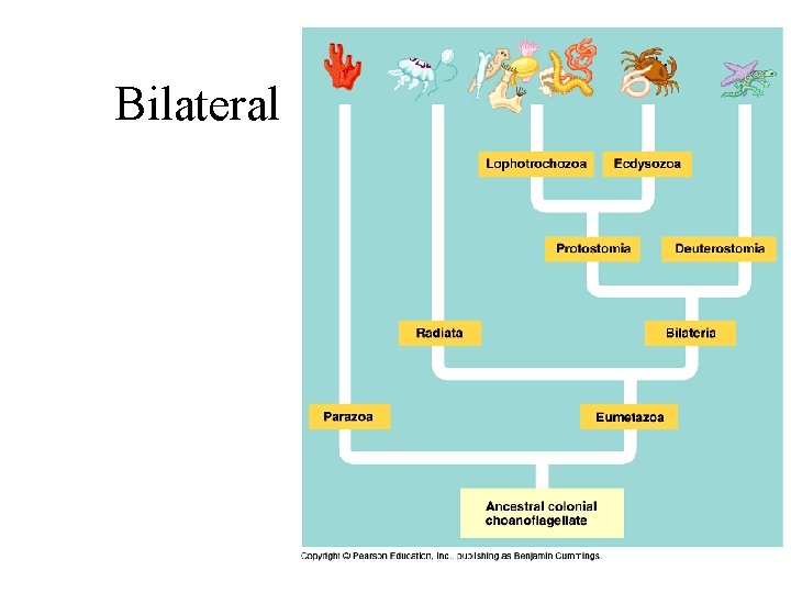 Animal Diversity Figure 32 4 A traditional view