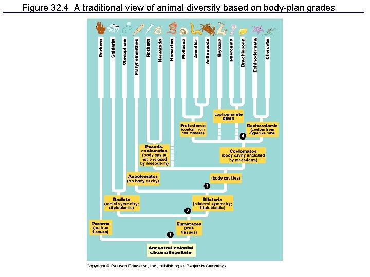Animal Diversity Figure 32 4 A traditional view