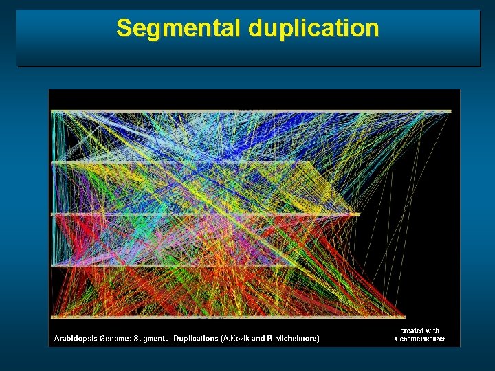 Bioinformatis and Evolutionary Genomics Genome Duplications Genome ...