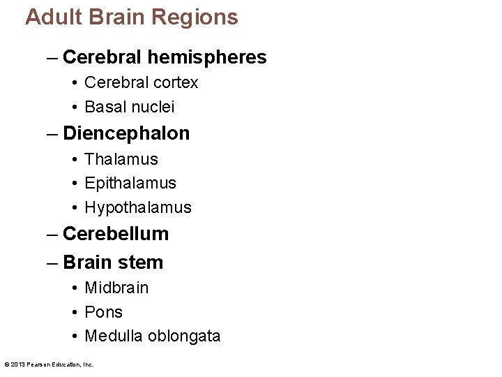 Adult Brain Regions Cerebral hemispheres Cerebral cortex Basal