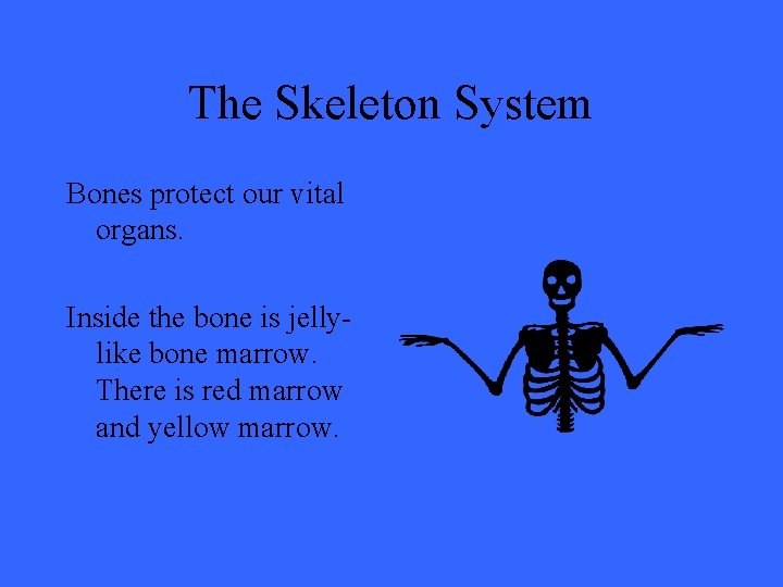 The Skeletal System The Skeleton System Bones protect
