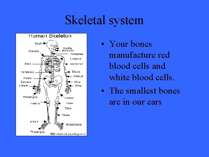 The Skeletal System The Skeleton System Bones protect
