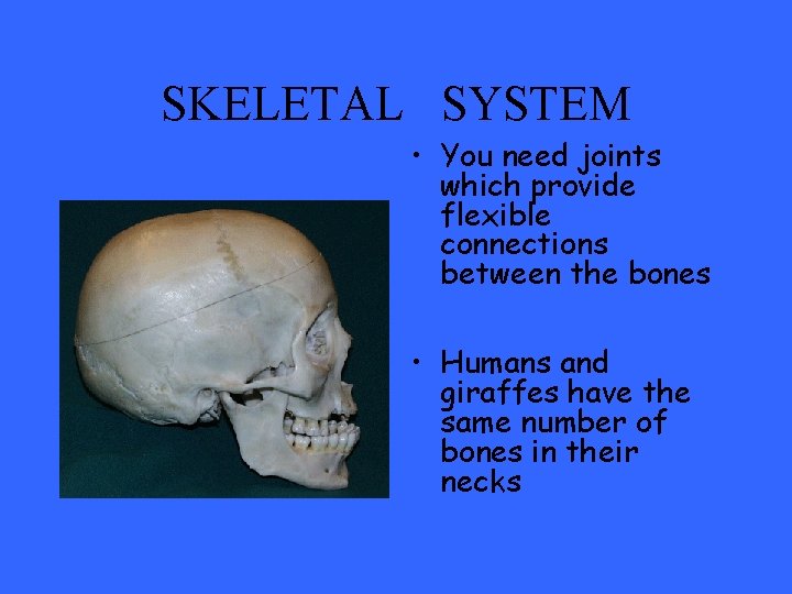The Skeletal System The Skeleton System Bones protect