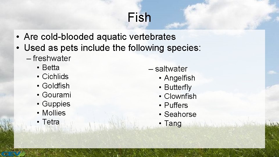 Breeds of Companion Animals Exotics Objectives To examine