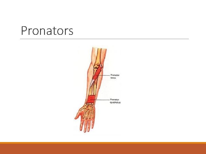 Muscles of the Arm and Hand PSK 4