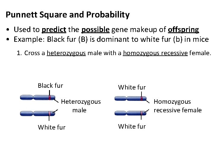 Genetics Notes Gregor Mendel by Teachers Pet 5