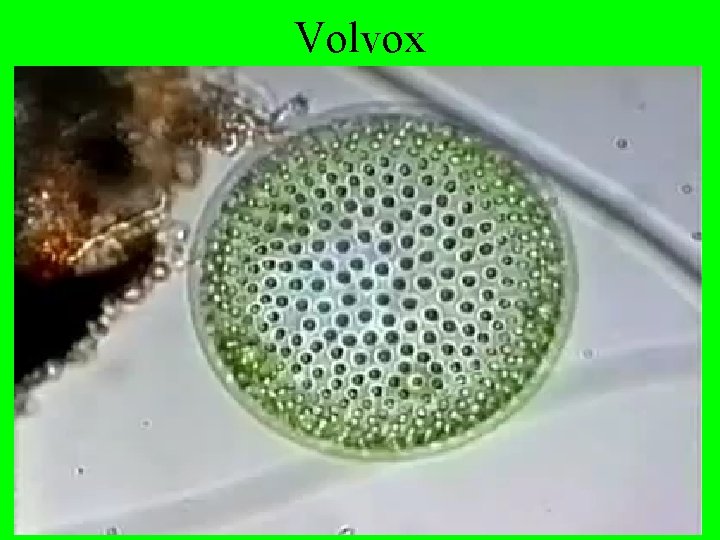 Objective Compare the structures and functions of the