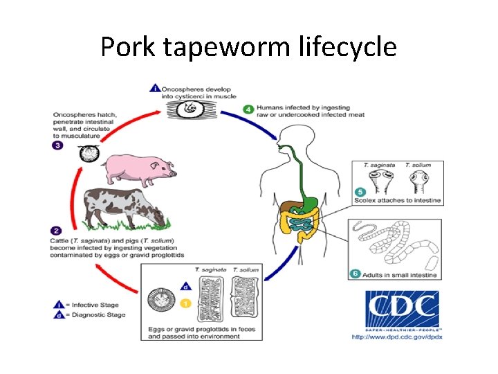 Invertebrates Part 2 Worms and Mollusks WORMS Characteristics