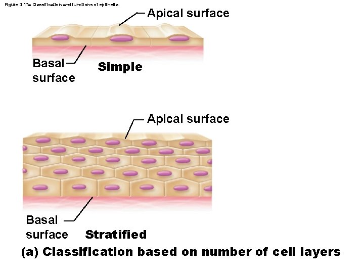 Chapter 3 Cells and Tissues Lecture Presentation by