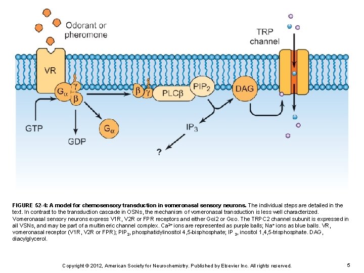 Chapter 52 Molecular Basis of Olfaction and Taste