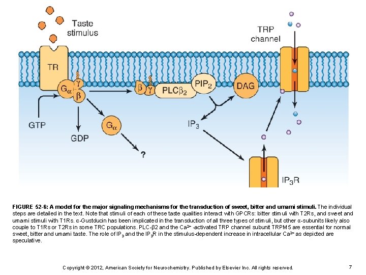 Chapter 52 Molecular Basis of Olfaction and Taste