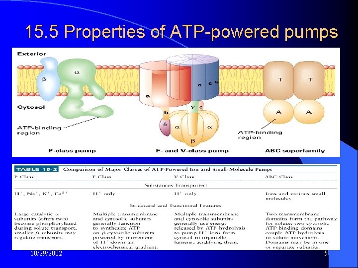 Membrane Transport Proteins Doorways to the cell Jeanne