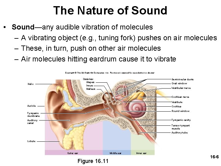 Chapter 16 Lecture Outline See separate Power Point