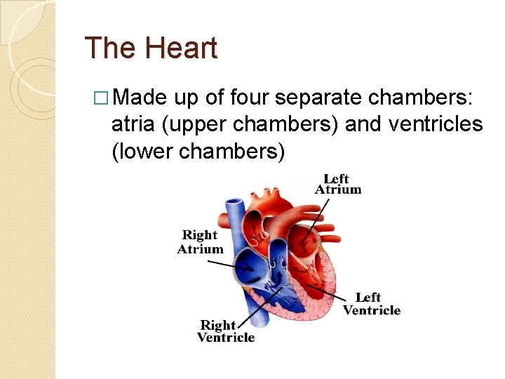 The Cardiovascular System PSK 4 U related to