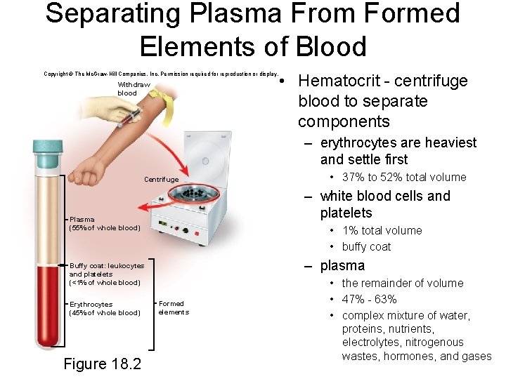 The Circulatory System Blood Human Anatomy Physiology II
