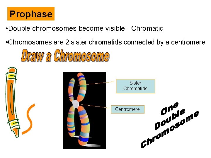 Mitosis Asexual Reproduction Cell Cycle Period of time