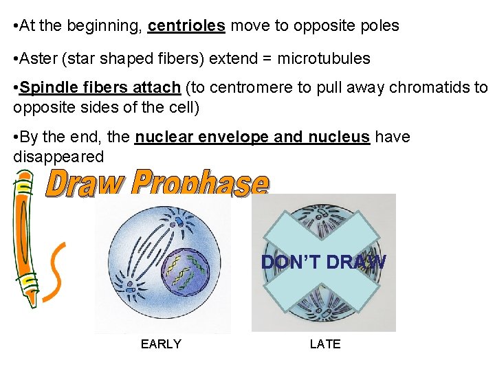 Mitosis Asexual Reproduction Cell Cycle Period of time
