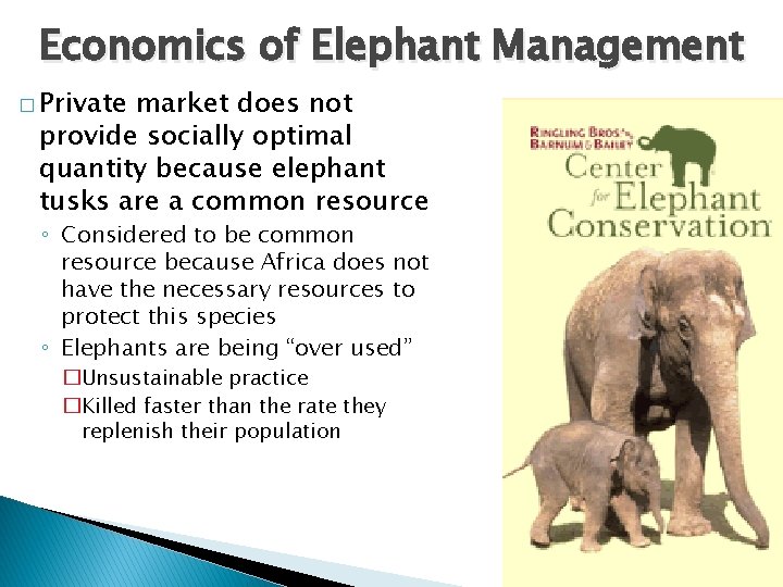 How to Solve the African Elephant Poaching Crisis