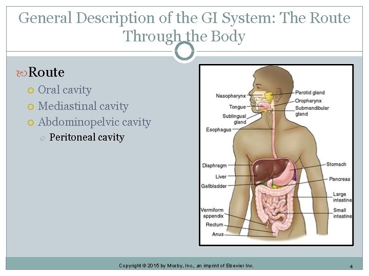 Chapter Five DIGESTIVE SYSTEM Copyright 2015 by Mosby