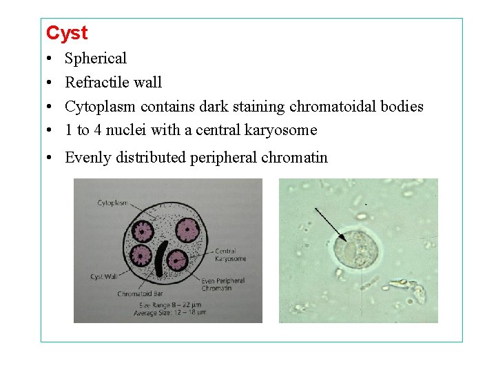 Unit 3 ZOONOTIC DISEASES Credit Hours 314 AMEBIASIS