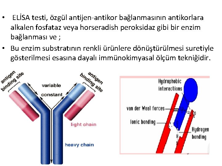 ELSA Enzyme Linked Immunosorbent Assay ELISA ynteminin prensibi