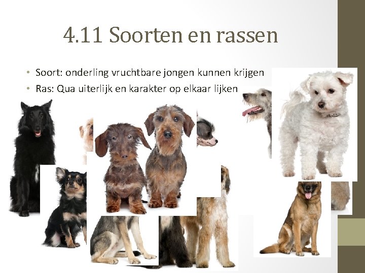 Ordening Hoofdstuk 4 4 11 Soorten en rassen