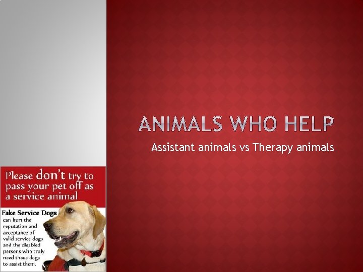 Assistant animals vs Therapy animals Also known as