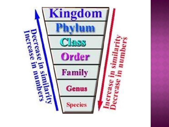 CLASSIFICATIONBIO Process in understanding how organisms are related