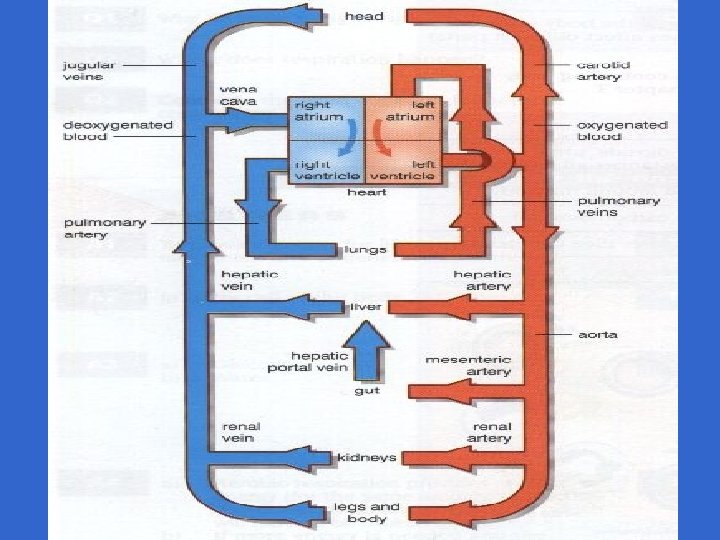 BIOLOGY FORM 5 THE HUMAN HEART LEARNING OUTCOMES