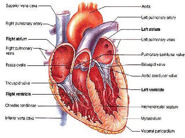 BIOLOGY FORM 5 THE HUMAN HEART LEARNING OUTCOMES