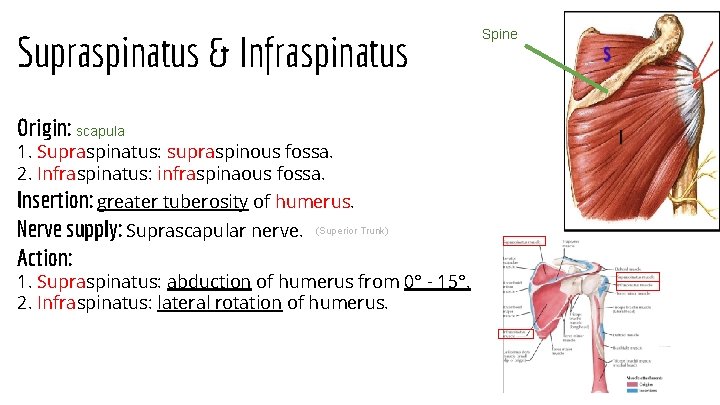 Objectives List the name of muscles of the