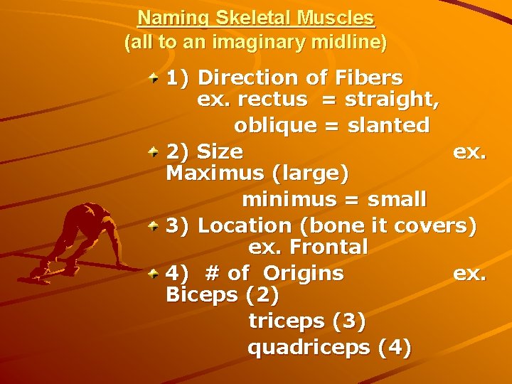 Exercise Muscle Movements and Naming Muscular System On