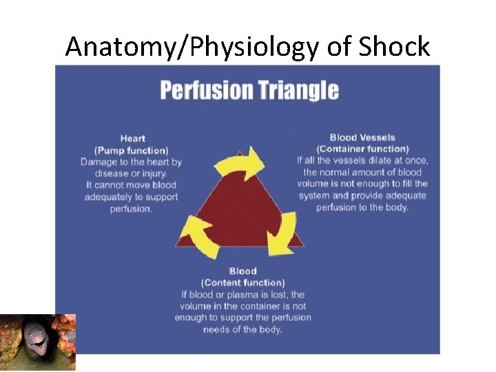 SHOCK Marge Reedo Objectives Define shock Describe three
