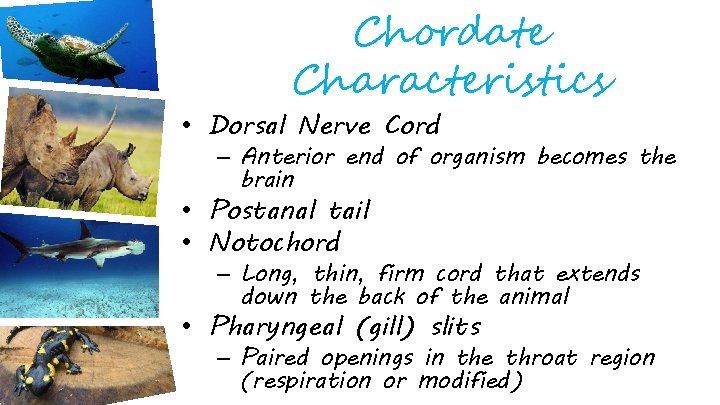 Phylum Chordata Chordate Characteristics Dorsal Nerve Cord Anterior