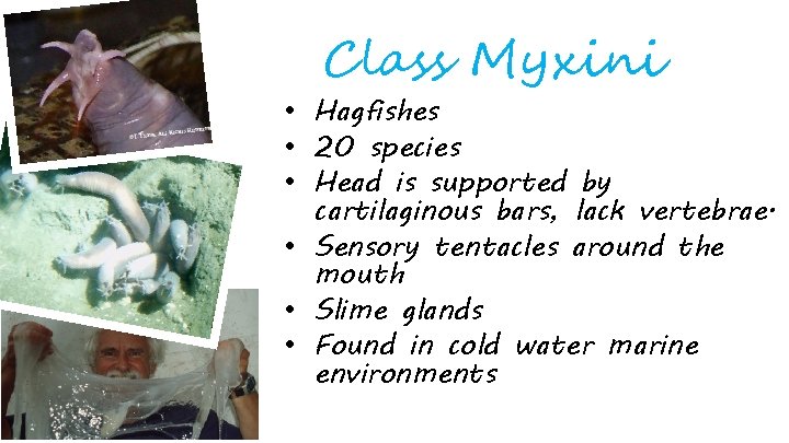 Phylum Chordata Chordate Characteristics Dorsal Nerve Cord Anterior