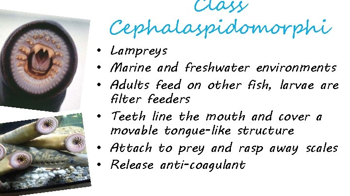 Phylum Chordata Chordate Characteristics Dorsal Nerve Cord Anterior