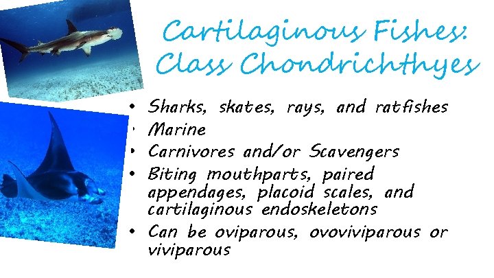 Phylum Chordata Chordate Characteristics Dorsal Nerve Cord Anterior