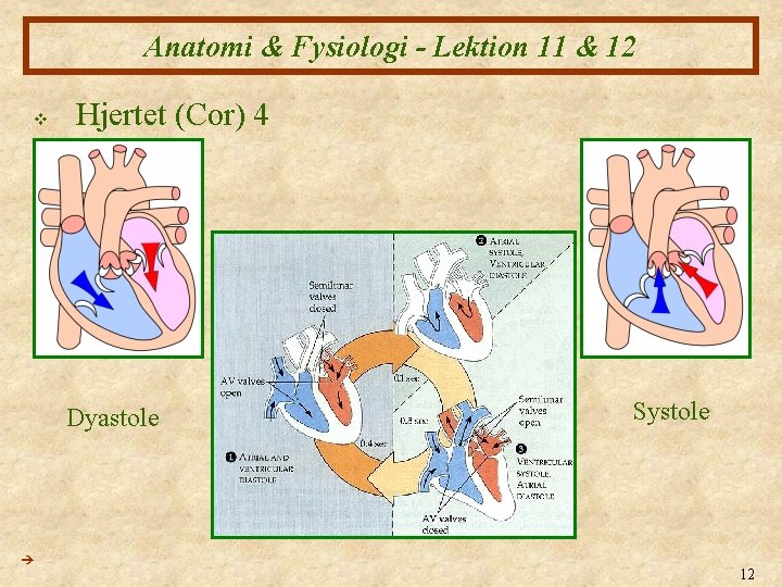 Anatomi Fysiologi XI XII Kredslbet 1 Anatomi Fysiologi